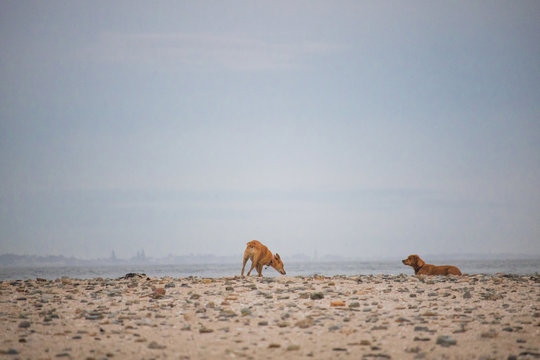 Paarden Bilder – Durchsuchen 239 Archivfotos, Vektorgrafiken und Videos ...