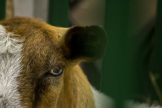 รูปภาพGouth – เลือกดูภาพถ่ายสต็อก เวกเตอร์ และวิดีโอ13 | Adobe Stock