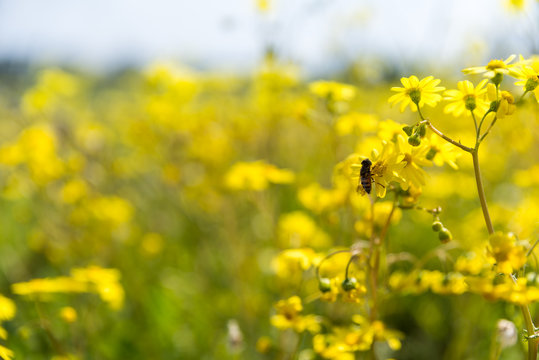 รูปภาพIru – เลือกดูภาพถ่ายสต็อก เวกเตอร์ และวิดีโอ663 | Adobe Stock