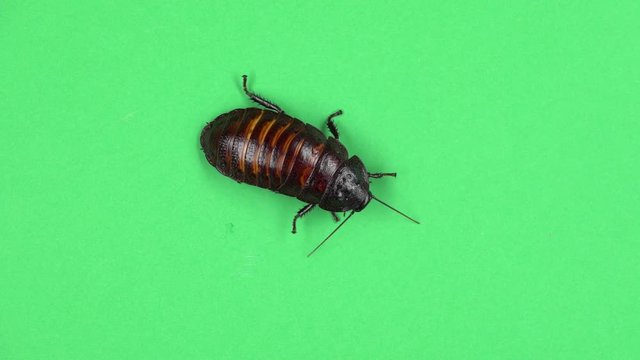 รูปภาพCockroach – เลือกดูภาพถ่ายสต็อก เวกเตอร์ และวิดีโอ76,960 | Adobe ...