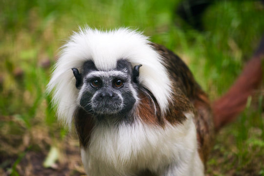 Close-up of Cotton-Top Tamarin in Natural Habitat