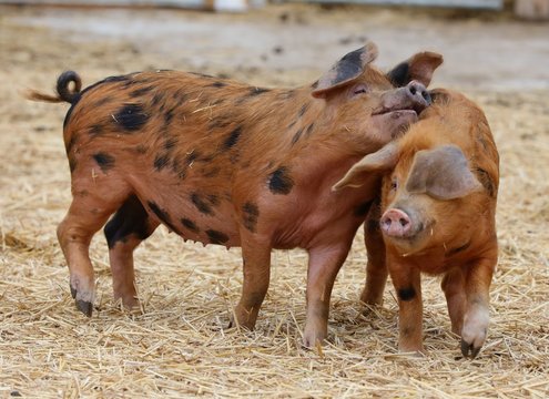 "Black Pigs" Bilder – Durchsuchen 547 Archivfotos, Vektorgrafiken und ...