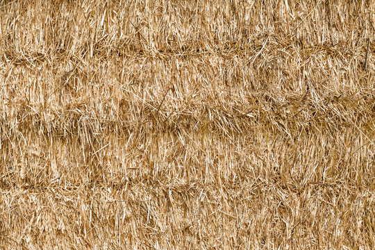 Hay Field Texture