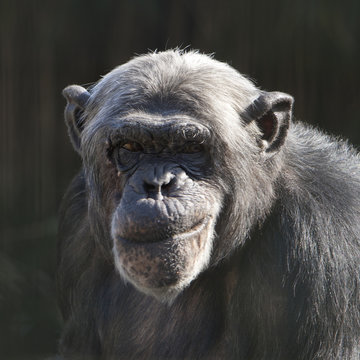 Gek Bilder – Durchsuchen 122 Archivfotos, Vektorgrafiken und Videos ...