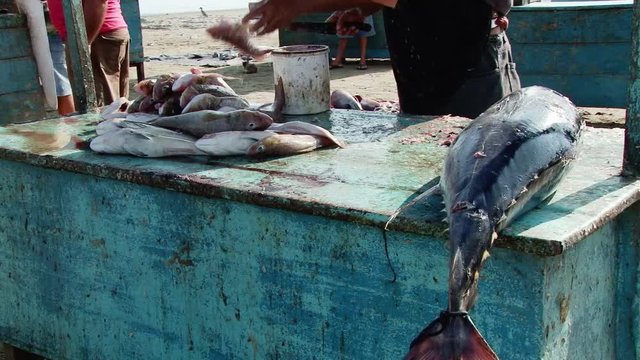 Porte Manta Images – Browse 25 Stock Photos, Vectors, and Video | Adobe ...