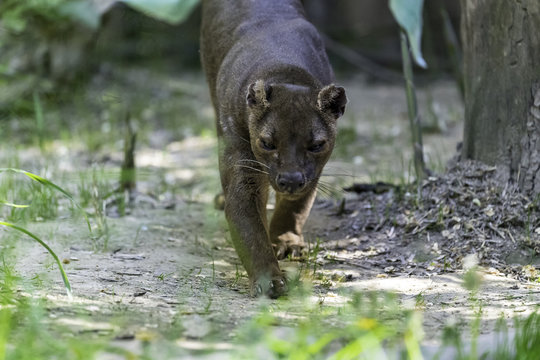รูปภาพ"Fossa – เลือกดูภาพถ่ายสต็อก เวกเตอร์ และวิดีโอ35,322 | Adobe Stock