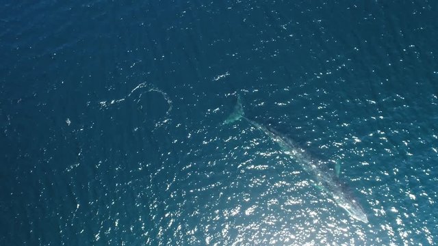 "Fin Whale" Images – Browse 1,480 Stock Photos, Vectors, and Video ...