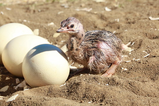 Straussenbaby Bilder – Durchsuchen 301 Archivfotos, Vektorgrafiken und ...