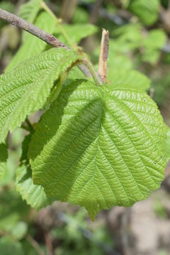 Haselnussblatt Bilder – Durchsuchen 1,305 Archivfotos, Vektorgrafiken ...