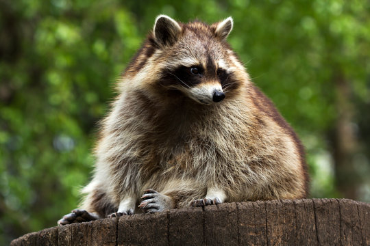 Raccon Bilder – Durchsuchen 1,174 Archivfotos, Vektorgrafiken und ...