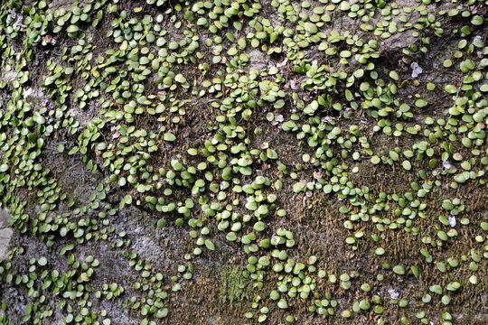 Thallophyte Images – Parcourir 38 le catalogue de photos, vecteurs et ...