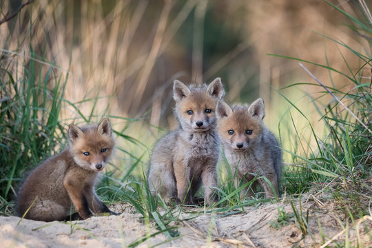 Renardeaux Images – Browse 2 Stock Photos, Vectors, and Video | Adobe Stock