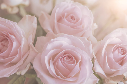 Hellrosa Bilder – Durchsuchen 906 Archivfotos, Vektorgrafiken und ...