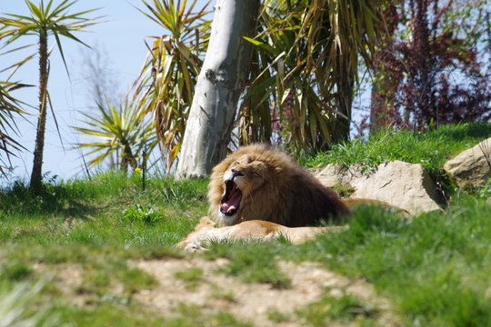 Rugissement Images – Browse 310 Stock Photos, Vectors, and Video ...