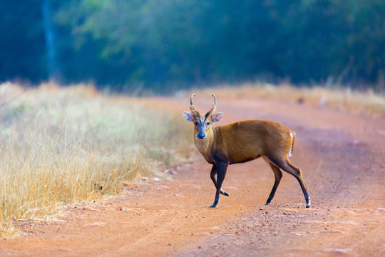 "Indian Deer"-Bilder: Stock-Fotos & -Videos. | Adobe Stock