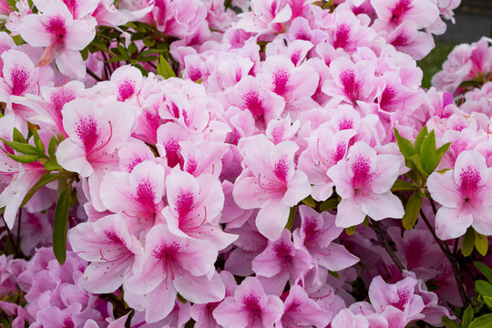 Azalea Bilder – Durchsuchen 67,835 Archivfotos, Vektorgrafiken und ...