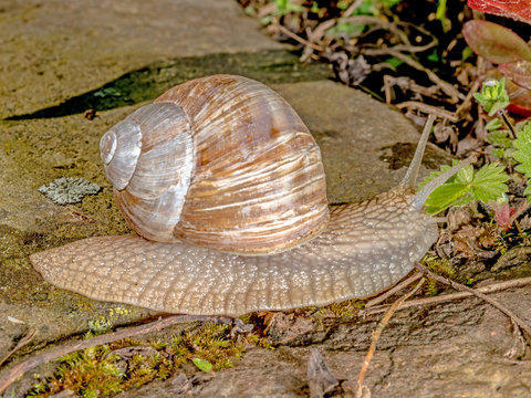 รูปภาพGastropode – เลือกดูภาพถ่ายสต็อก เวกเตอร์ และวิดีโอ339 | Adobe Stock