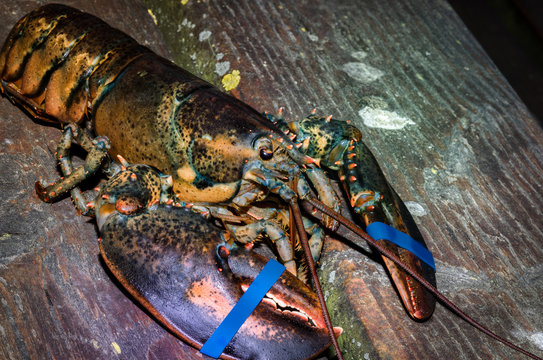 Astacidea Bilder – Durchsuchen 110 Archivfotos, Vektorgrafiken und ...