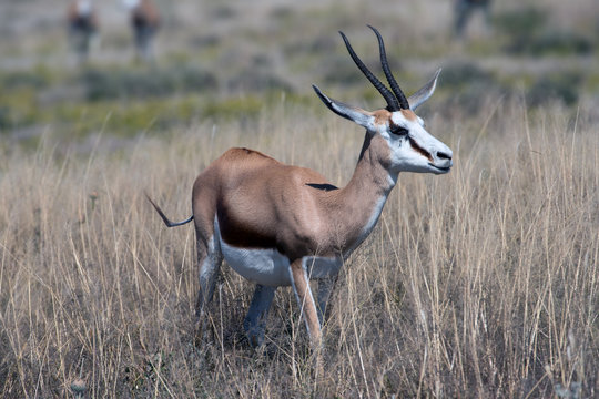 Imágenes de Springbock: descubre bancos de fotos, ilustraciones ...
