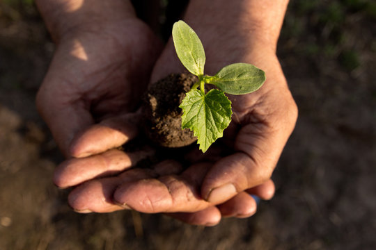 Horticulture Images – Browse 17,716,601 Stock Photos, Vectors, and ...