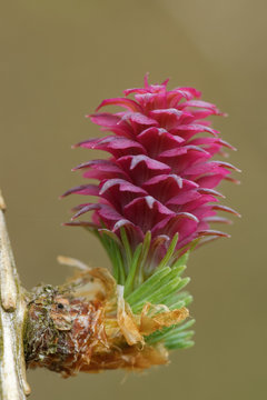 Microstrobilus Images – Browse 208 Stock Photos, Vectors, and Video ...