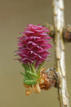 Microstrobilus Images – Browse 208 Stock Photos, Vectors, and Video ...