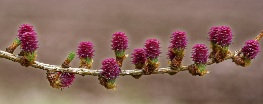 รูปภาพMicrostrobilus – เลือกดูภาพถ่ายสต็อก เวกเตอร์ และวิดีโอ208 ...
