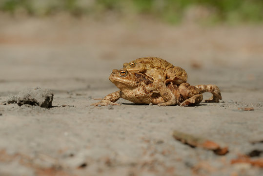 Bufotoxin bilder – Bläddra bland 129 stockfoton, vektorer och videor ...