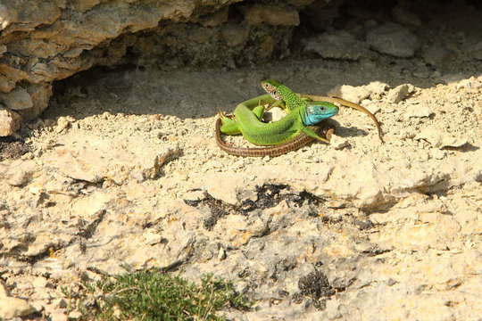 Guster Images – Browse 54 Stock Photos, Vectors, and Video | Adobe Stock