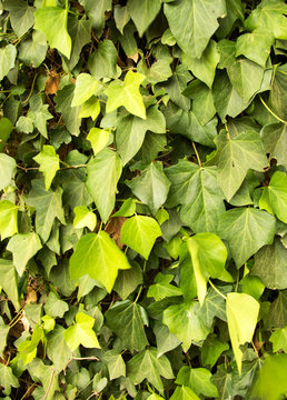 「Efeuranken」の画像 - 292 件の Stock 写真、ベクターおよびビデオ | Adobe Stock