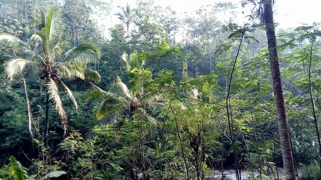 Enset Images – Browse 116 Stock Photos, Vectors, and Video | Adobe Stock