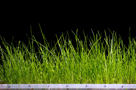 Repeating Grass Texture Images – Browse 18,331 Stock Photos, Vectors ...