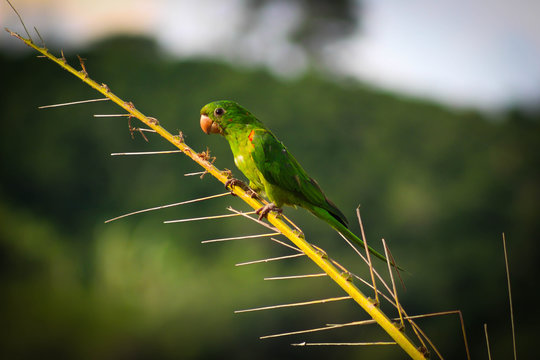 Maritaca Images – Browse 454 Stock Photos, Vectors, and Video | Adobe Stock