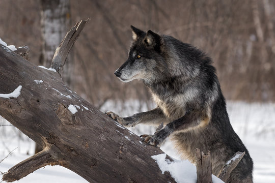 รูปภาพCanis – เลือกดูภาพถ่ายสต็อก เวกเตอร์ และวิดีโอ58,717 | Adobe Stock