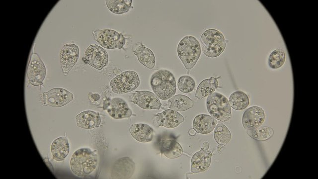 "Multicellular Organisms" Images – Browse 705 Stock Photos, Vectors ...