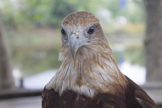 Red-Tailed-Hawk Images – Browse 41 Stock Photos, Vectors, and Video ...