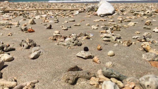 "Hermit Crap" Images – Browse 9 Stock Photos, Vectors, and Video ...