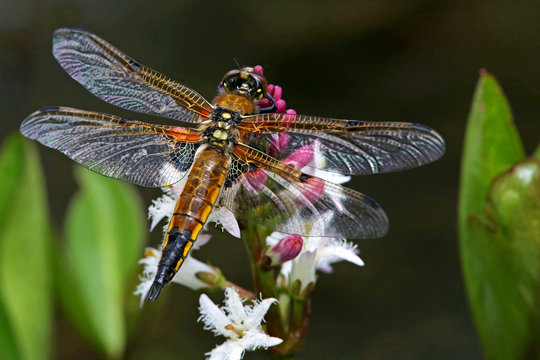 Imágenes de Libela: descubre bancos de fotos, ilustraciones, vectores y ...