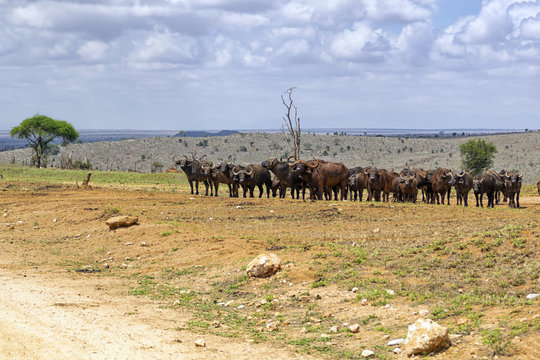 「Herf」の写真素材 | 135件の無料イラスト画像 | Adobe Stock