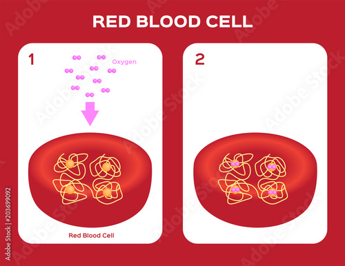 "Structure of the haemoglobin ( hemoglobin ) molecule , heme groups and ...
