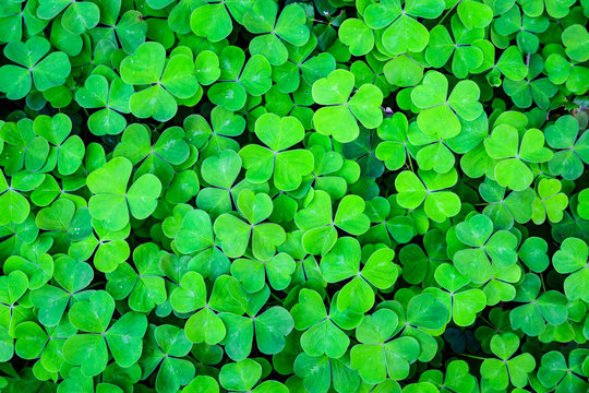 "Shamrock Background" Images – Browse 392 Stock Photos, Vectors, and ...