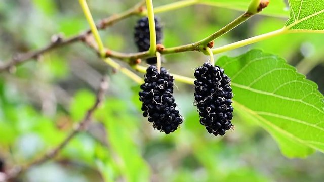 Malberry Images – Browse 182 Stock Photos, Vectors, and Video | Adobe Stock