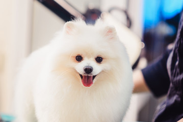 "pomeranian Dog" photos, royalty-free images, graphics, vectors ...