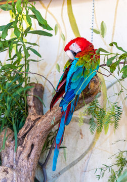 Papagallo Images – Browse 50 Stock Photos, Vectors, and Video | Adobe Stock