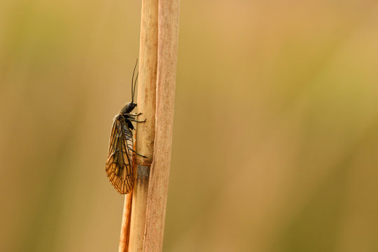 รูปภาพNeoptera – เลือกดูภาพถ่ายสต็อก เวกเตอร์ และวิดีโอ1,197 | Adobe Stock
