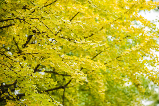 Ginkyo Bilder – Durchsuchen 34 Archivfotos, Vektorgrafiken und Videos ...