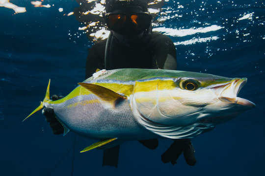 "Rainbow Runner" Images – Browse 948 Stock Photos, Vectors, and Video ...