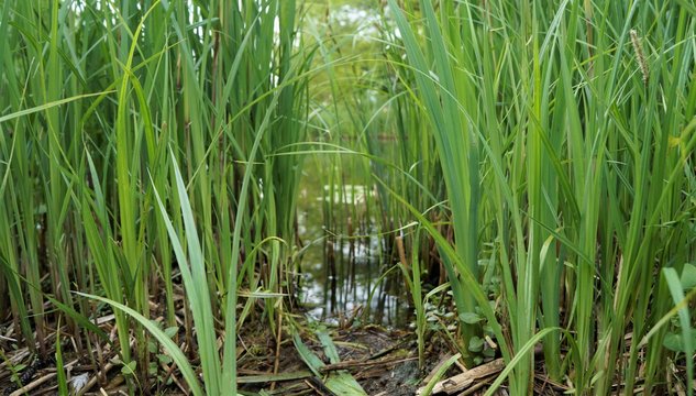 Rinsal Bilder – Durchsuchen 86 Archivfotos, Vektorgrafiken und Videos ...