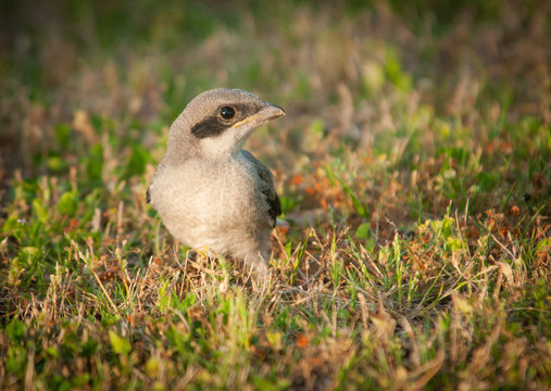 Baby Birds Flying