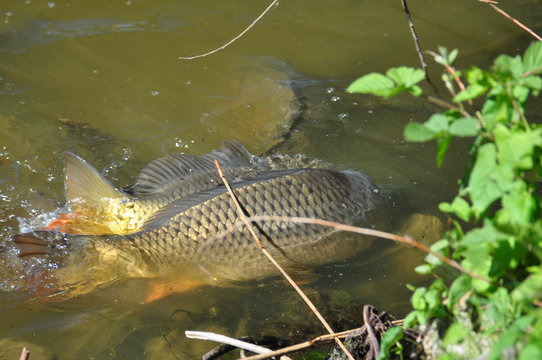 Fischflossenstruktur